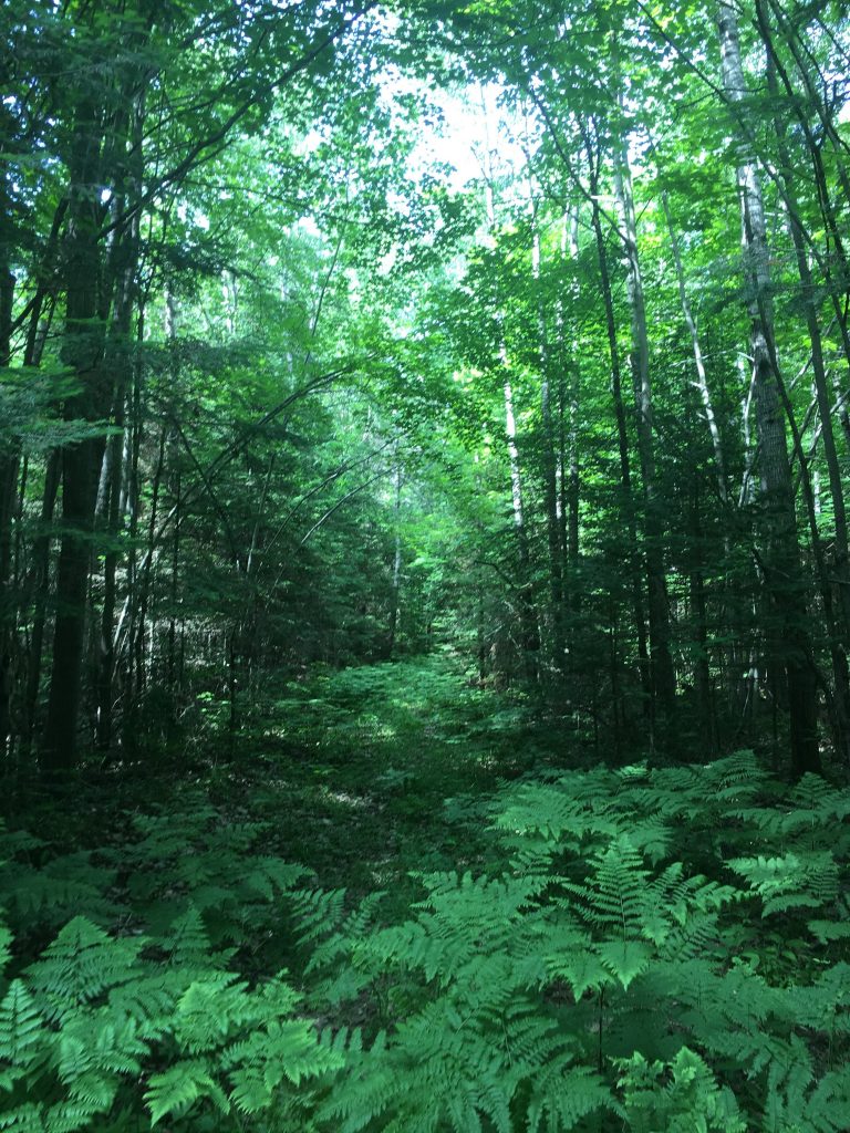 Trip Report: Penokee Mountain Trail – Pedlar Studios